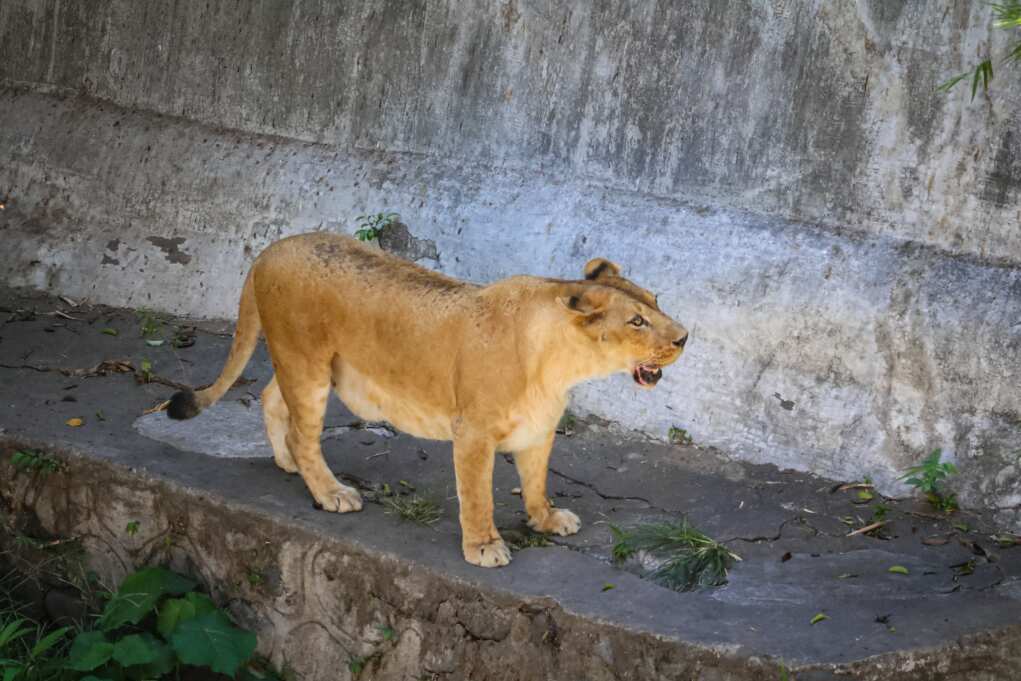 Tragic Zoo Breach: Teenager Killed by Lioness | Republican Patriot