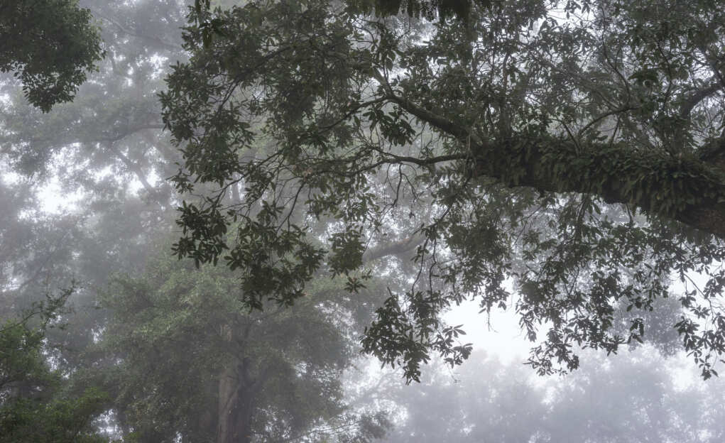 Australia’s ‘Zombie Tree’ Faces Wild Extinction Threat | Republican Patriot